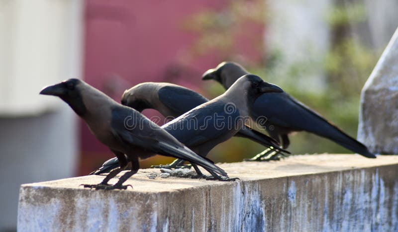 Crow stock photo. Image of beautiful, nature, india, crows - 54680190
