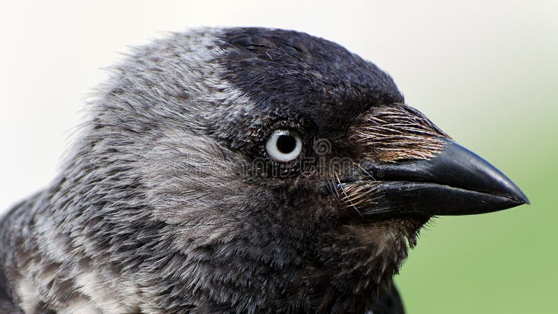 Curious crow stock image. Image of beak, wildlife, bill - 19606097