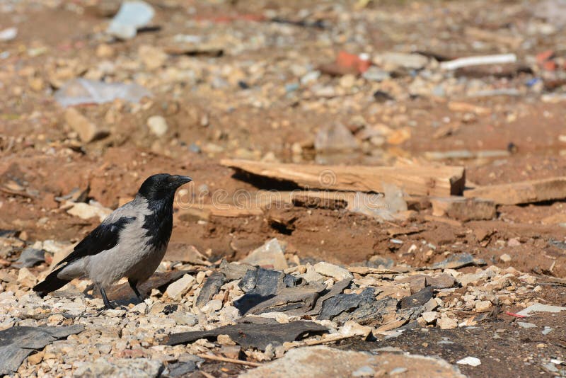 Crow stock photo. Image of damage, damaged, garages, ground - 92641148