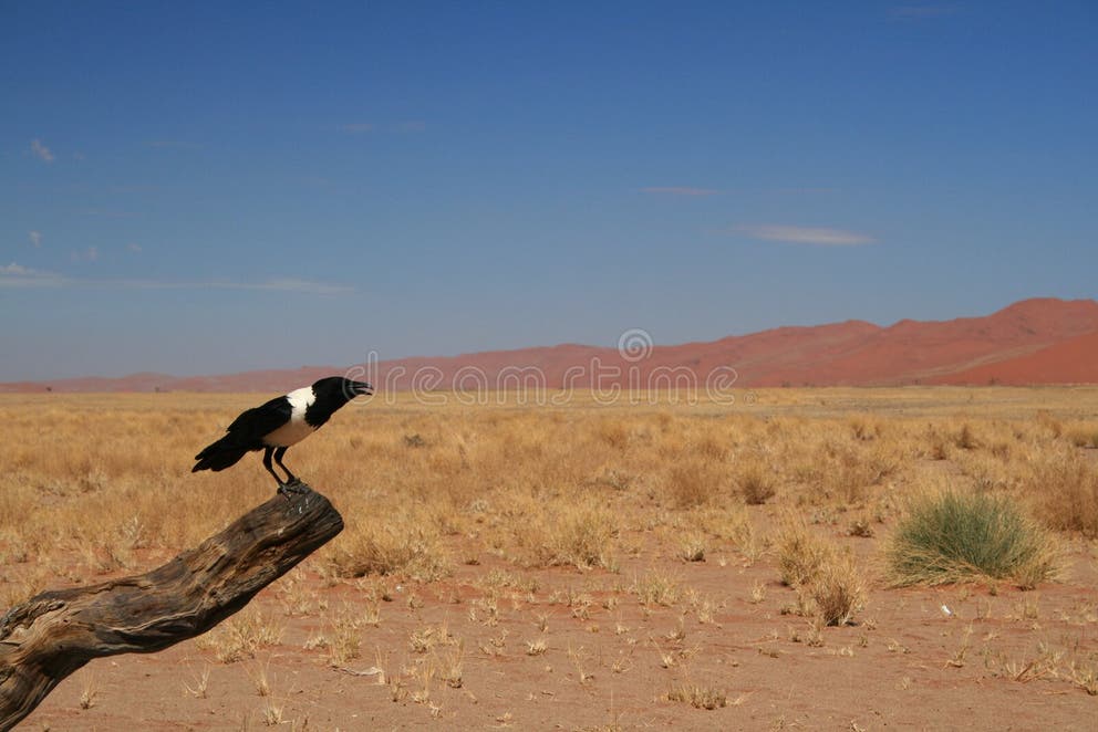 Crow in the desert stock photo. Image of gamebirds, habitat - 11455766