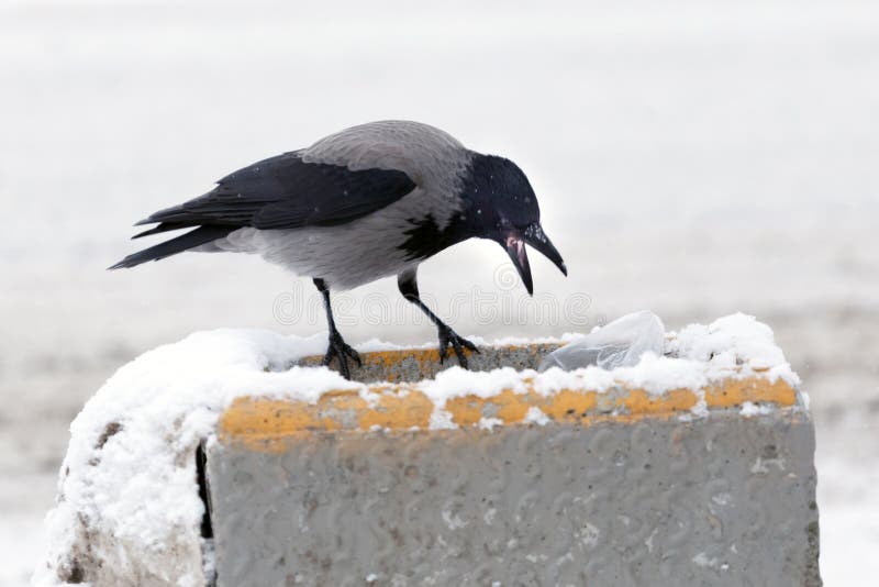 Crow Digging On Black Beach Stock Photo - Image of wild, black: 59227950
