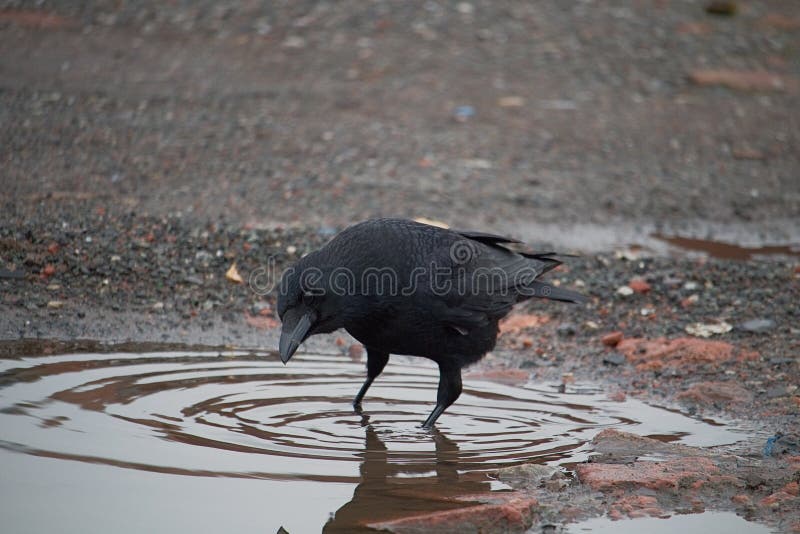 Crow drinking water stock photo. Image of bird, water - 236461826