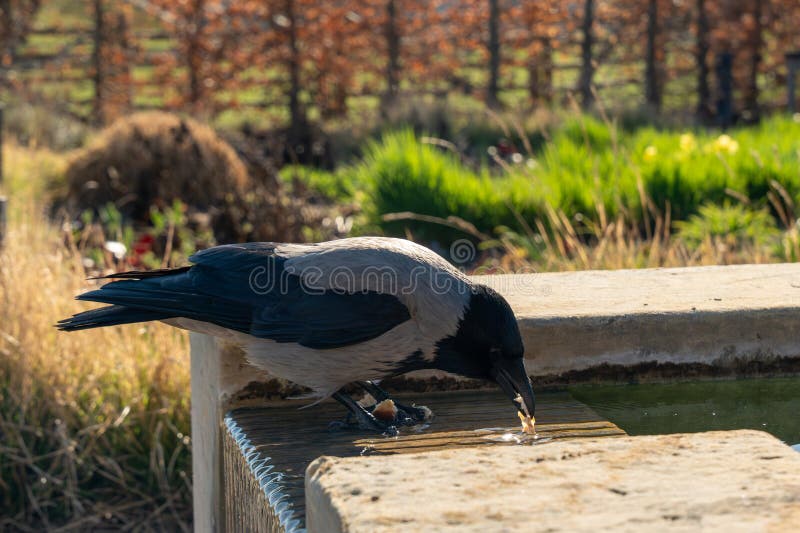 A Crow is Drinking Water from a Fountain Stock Image - Image of crow ...