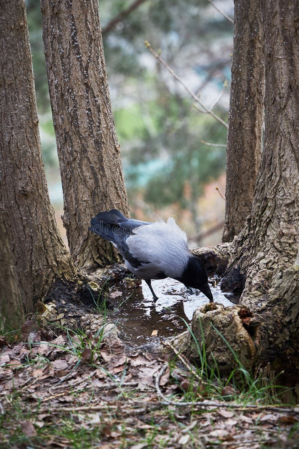 Crow Drinking Water from Puddle in the Tree Stock Image - Image of blue ...