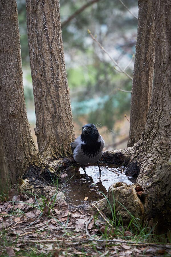 Crow Drinking Water from Puddle in the Tree Stock Photo - Image of ...