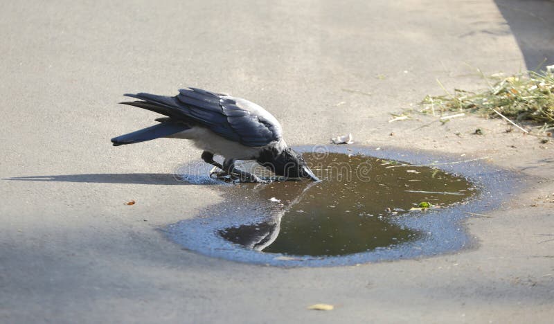 Crow Drinks from a Puddle on the Asphalt Stock Image - Image of beak ...