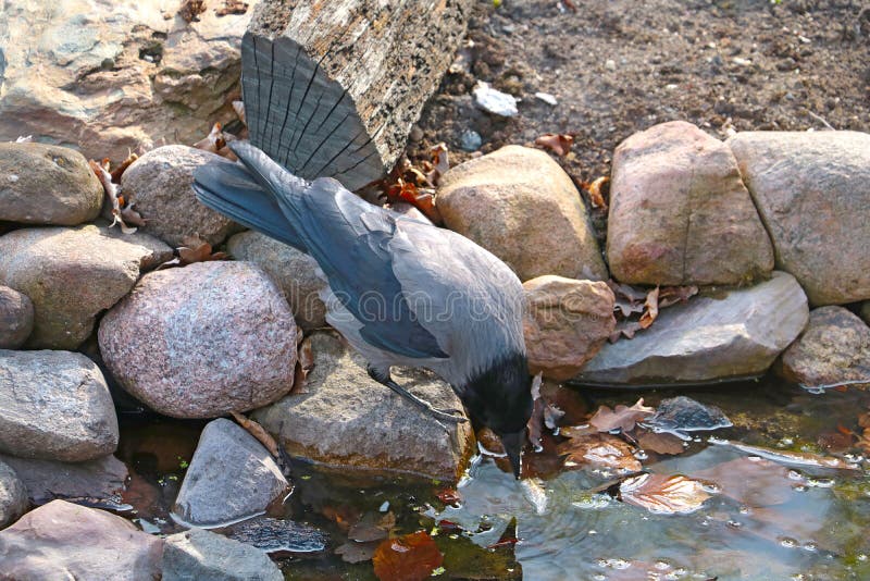 The Crow Drinks Water from the Pond. Close-up of the Bird. Stock Image ...