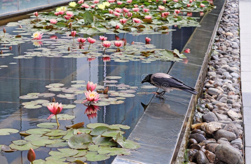 A Crow Drinks Water from a Pond Stock Image - Image of crow, lily ...