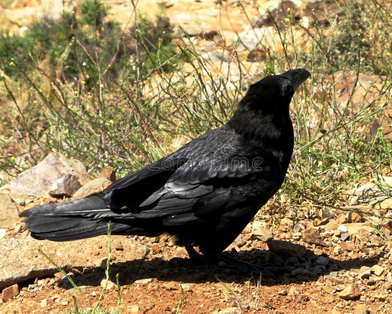 Crow on a dry soil stock photo. Image of closeup, natural - 105984330