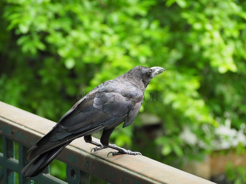 Crow stock image. Image of field, steal, crow, isolated - 93311241