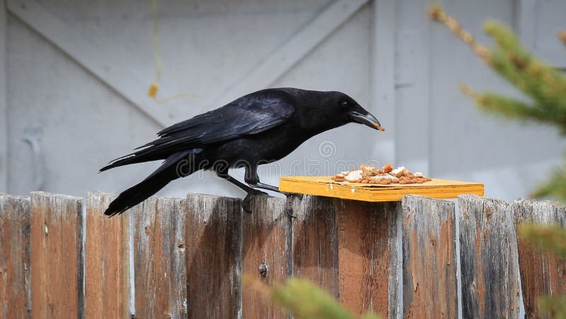 Crow Eating Cat Food on a Fence Stock Photo - Image of kibble, perched ...