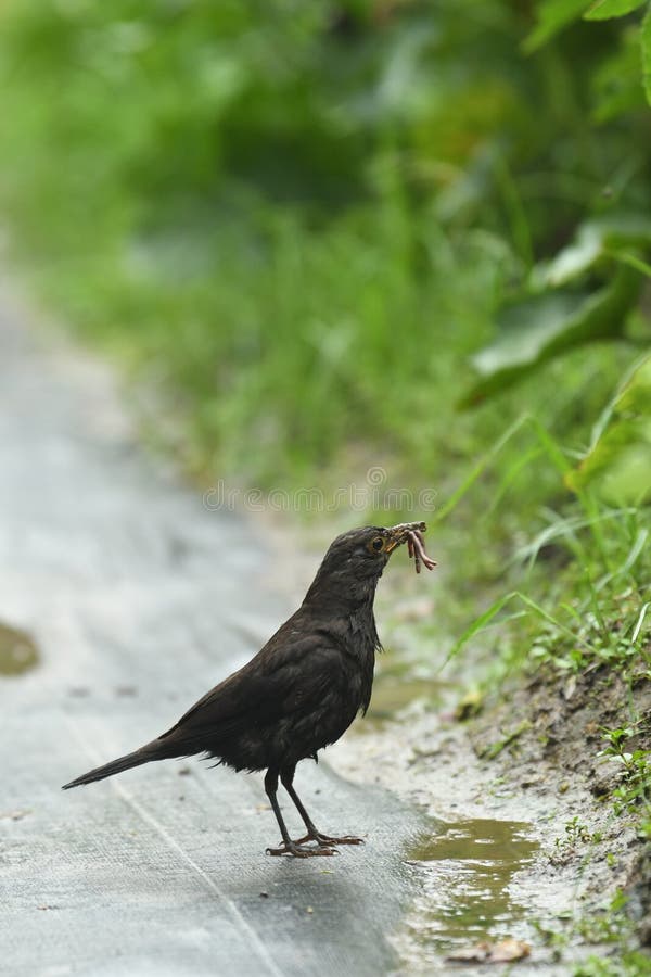 2,082 Crow Eating Stock Photos - Free & Royalty-Free Stock Photos from ...