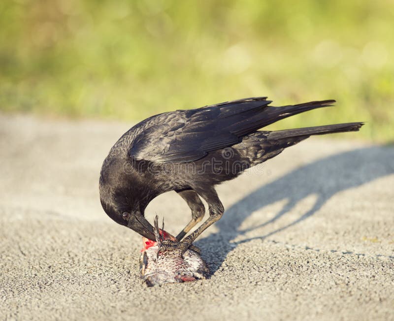 2,106 Crow Eating Stock Photos - Free & Royalty-Free Stock Photos from ...
