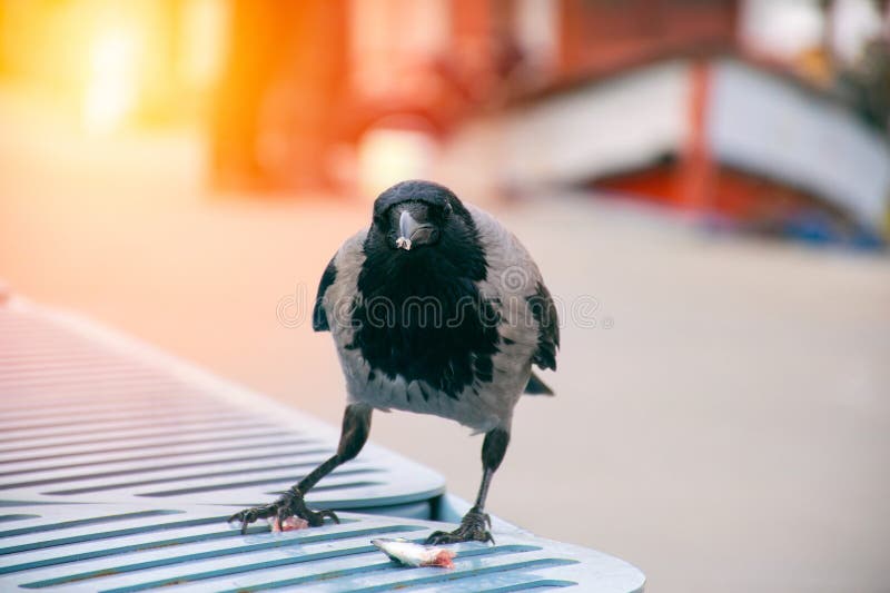 Crow eating fish in Sunset stock photo. Image of fish - 312758392