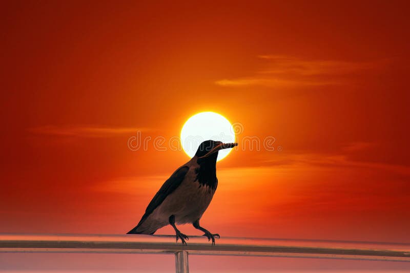 Crow eating fish in Sunset stock image. Image of black - 312794367
