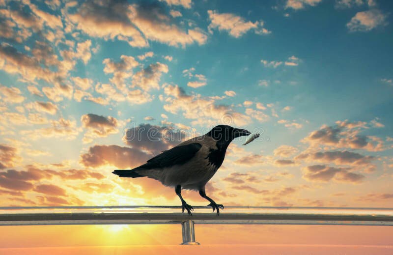 Crow eating fish in Sunset stock photo. Image of corone - 312794382