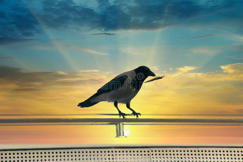 Crow eating fish in Sunset stock photo. Image of beak - 312794392