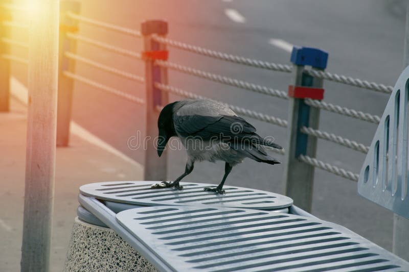 Crow eating fish in Sunset stock image. Image of foraging - 312794419