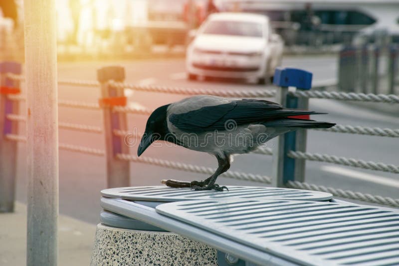 Crow eating fish in Sunset stock image. Image of avian - 312794445