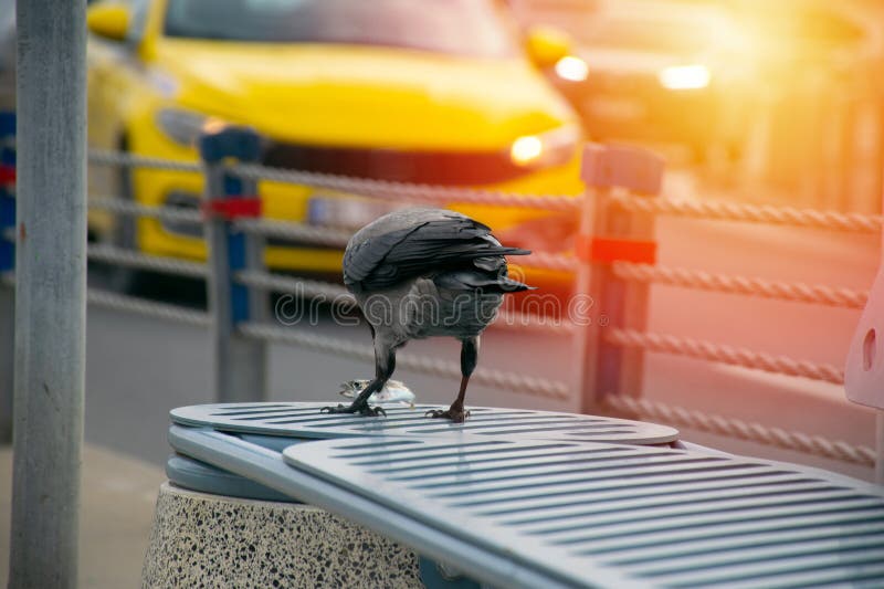 Crow eating fish in Sunset stock image. Image of color - 312794507