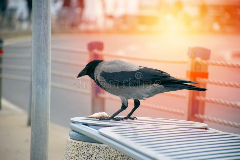 Crow eating fish in Sunset stock image. Image of bird - 312794523