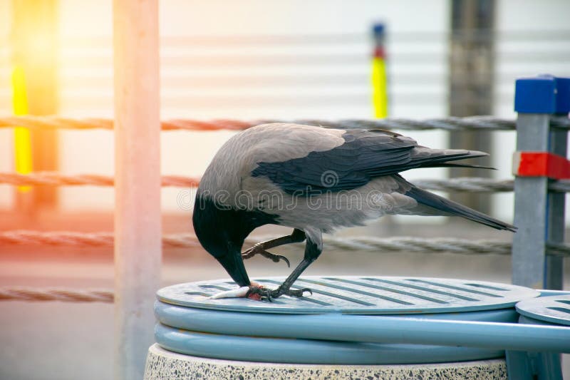 Crow eating fish in Sunset stock photo. Image of animal - 312794592