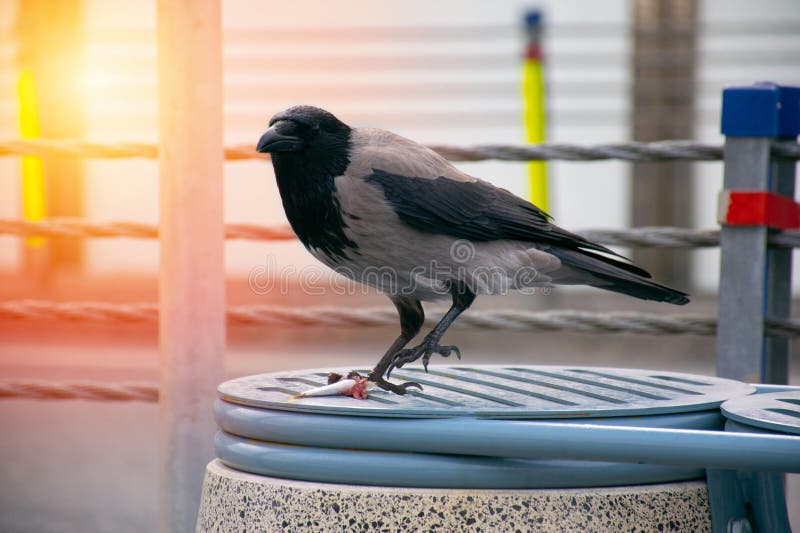 Crow eating fish in Sunset stock photo. Image of color - 312794614