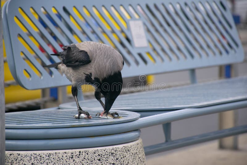 Crow eating fish in Sunset stock photo. Image of corbie - 312794626