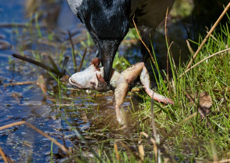 A Crow Has Caught a Frog in a Lake Stock Image - Image of corvidae ...