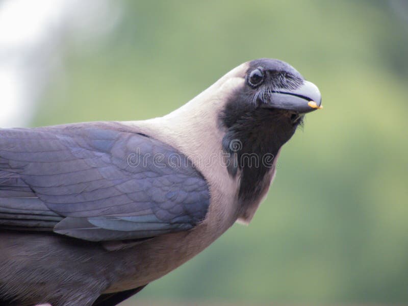 Crow eating grain stock image. Image of grain, eating - 219751129