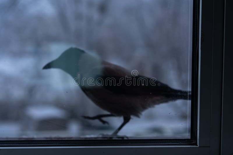 Crow Eating Outside the Window in Winter Stock Photo - Image of rook ...