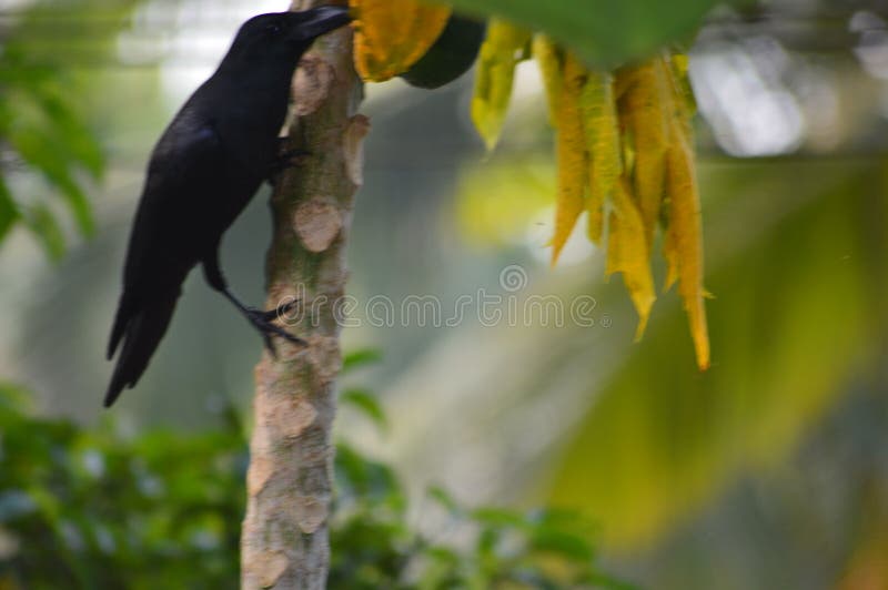 2,106 Crow Eating Stock Photos - Free & Royalty-Free Stock Photos from ...