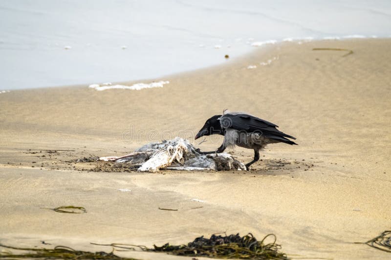 Crow Eating a Seagull on a Sandy Beach in Ireland Stock Image - Image ...
