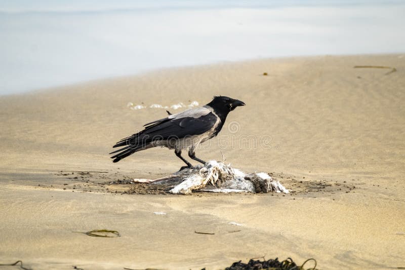 Crow Eating a Seagull on a Sandy Beach in Ireland Stock Image - Image ...