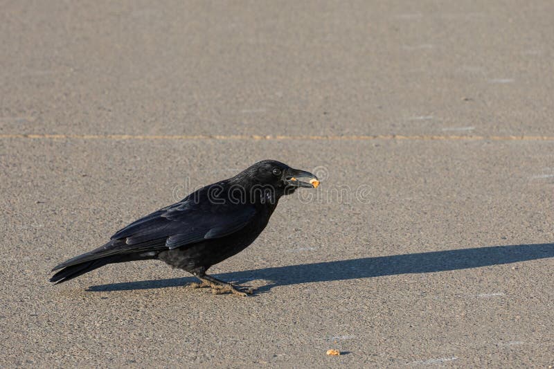 Crow eating some nuts stock image. Image of black, bird - 298610843