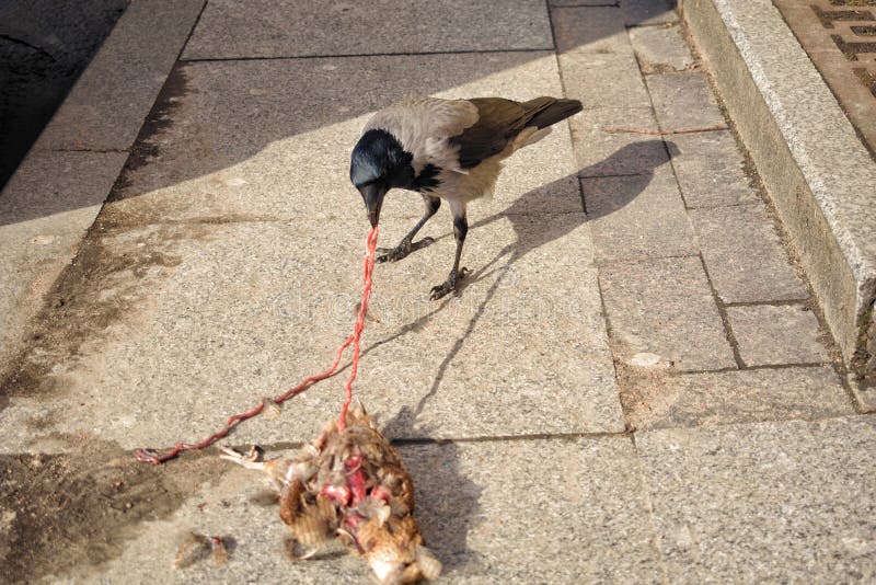 Crow eats a dead bird stock photo. Image of feather - 176798878