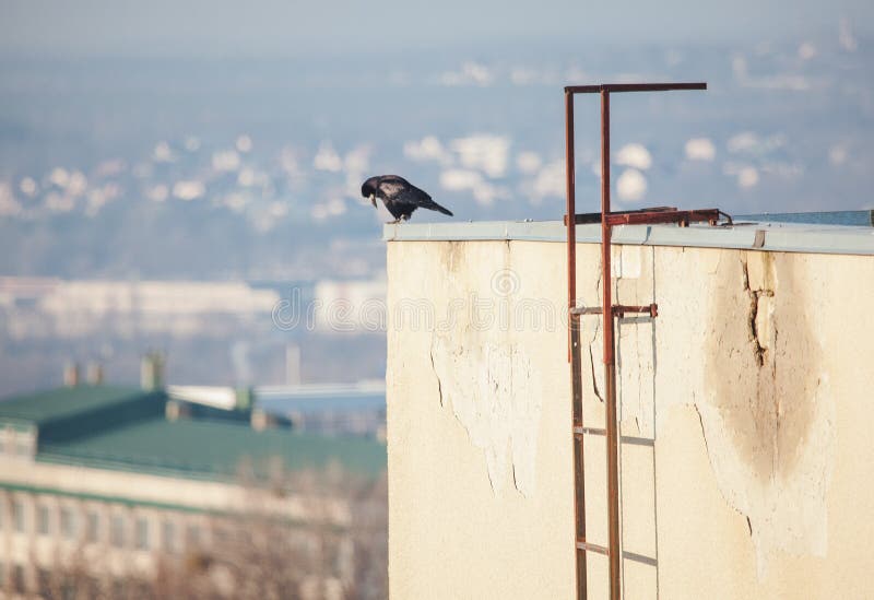 Crow on the edge stock photo. Image of magpie, flight - 165130660