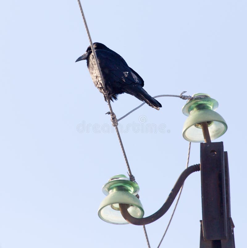 313 Raven Wire Photos - Free & Royalty-Free Stock Photos from Dreamstime