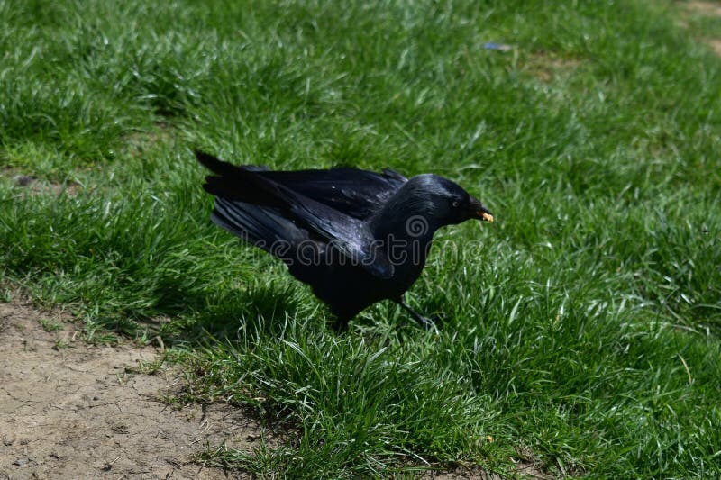 Crow Enjoying Titbit on Grass Stock Photo - Image of lone, alone: 284161782