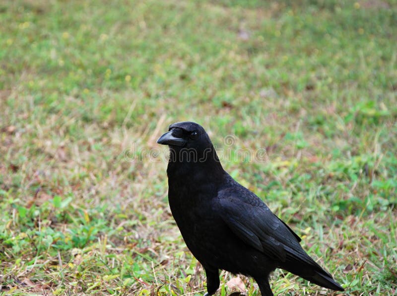 Crow in Everglades National Park, Florida Stock Image - Image of united ...