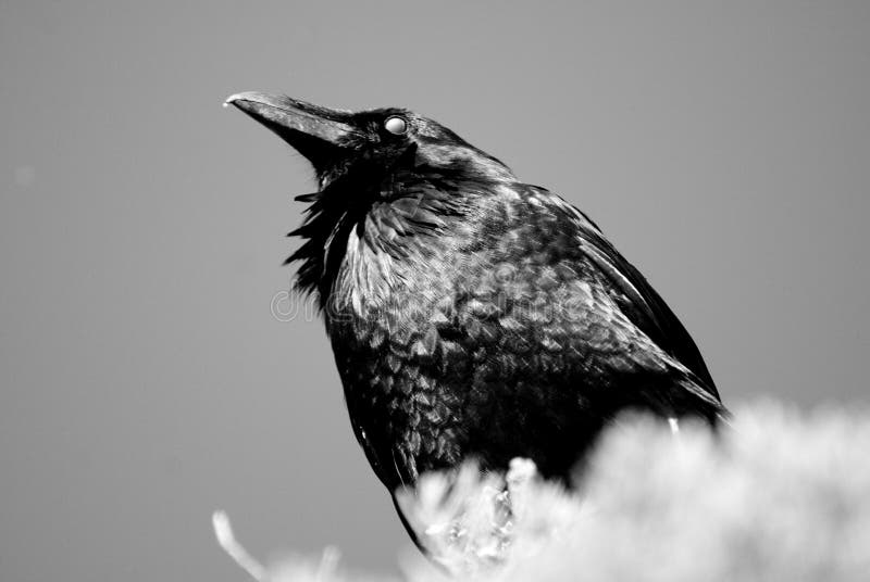 Crow with Eye Closed stock image. Image of landscape, animal - 5012965