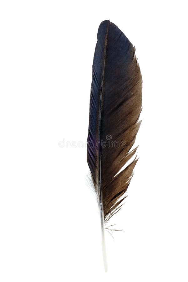 Crow Feather Isolated on a White Background Stock Photo - Image of ...