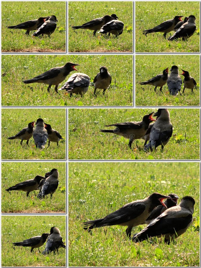 Cute crow stock photo. Image of crow, beauty, isolated - 13158494