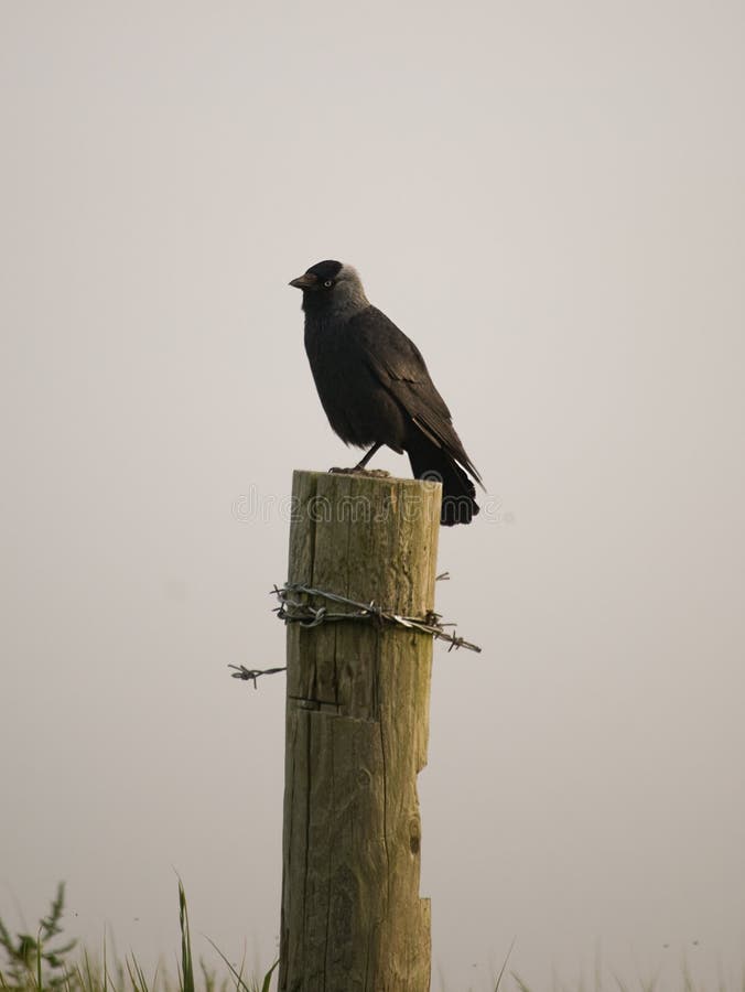 Crow on a fencepost. stock image. Image of nature, crow - 14615789