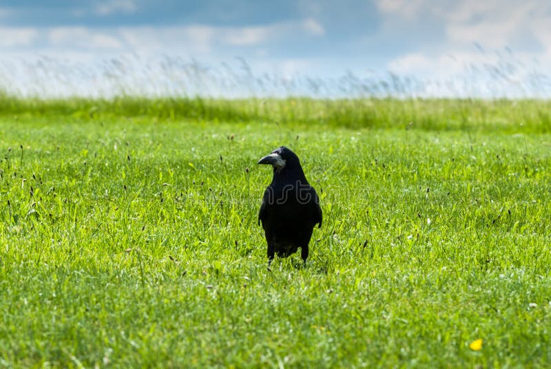 Crow in a field. stock photo. Image of view, black, summer - 81403066