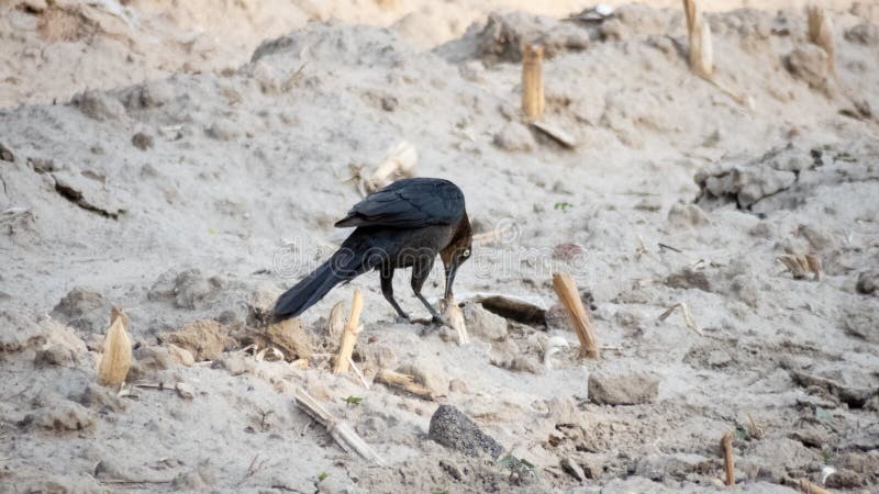 Chanate Stock Photos - Free & Royalty-Free Stock Photos from Dreamstime