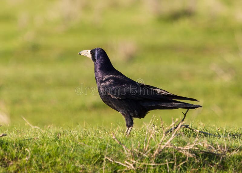 Crow in the Field with Green Grass Stock Image - Image of grass ...