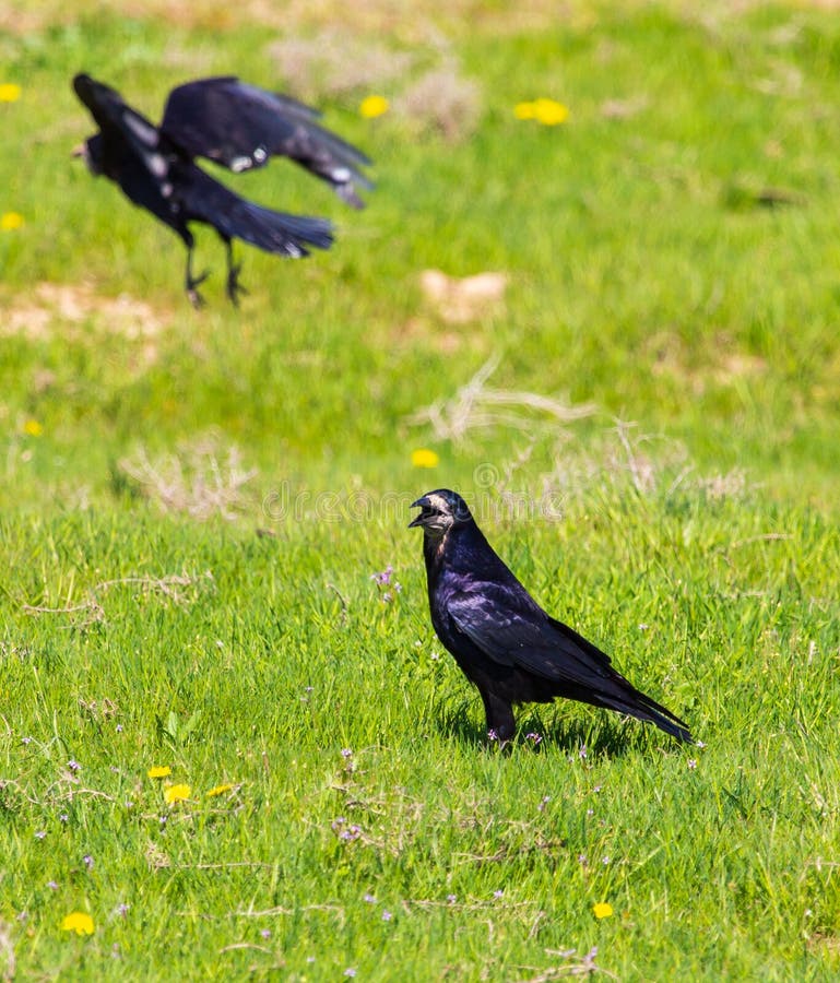 Crow in the Field with Green Grass Stock Image - Image of animal, park ...