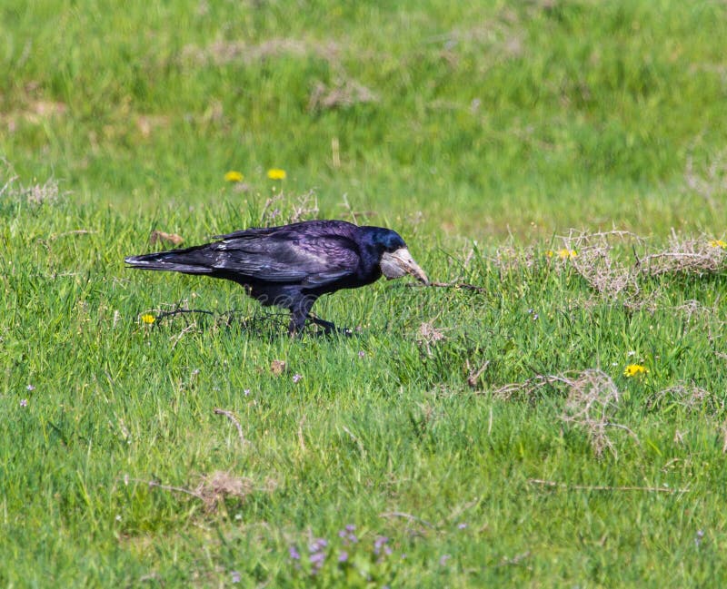 Crow in the Field with Green Grass Stock Image - Image of grass ...