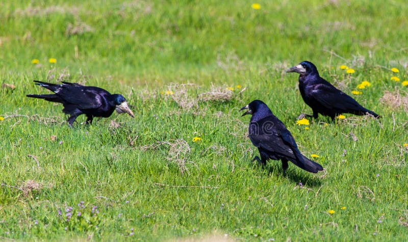 Crow in the Field with Green Grass Stock Image - Image of black, bird ...